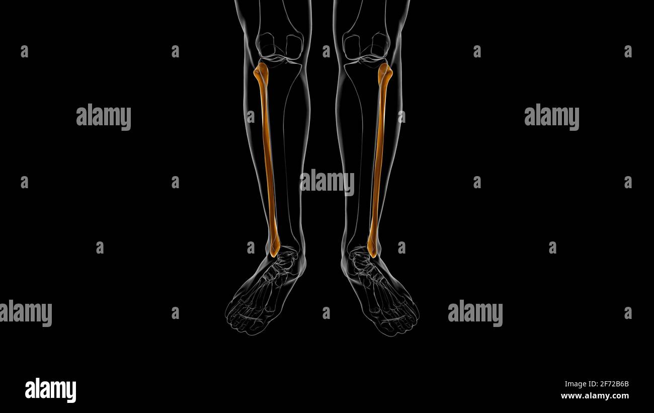 Anatomie du squelette humain Fibula Bone 3D Rendering for Medical ...