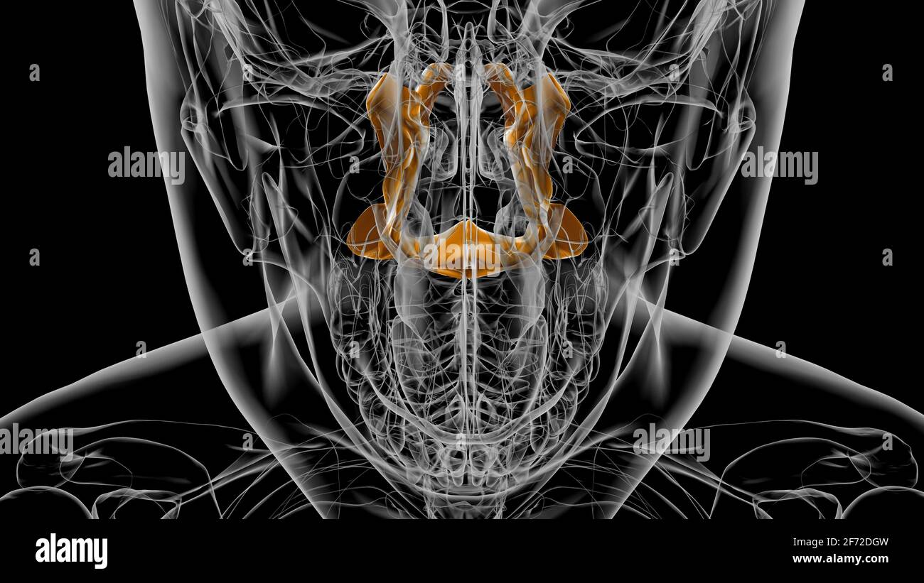 Os palatin Banque de photographies et d’images à haute résolution - Alamy