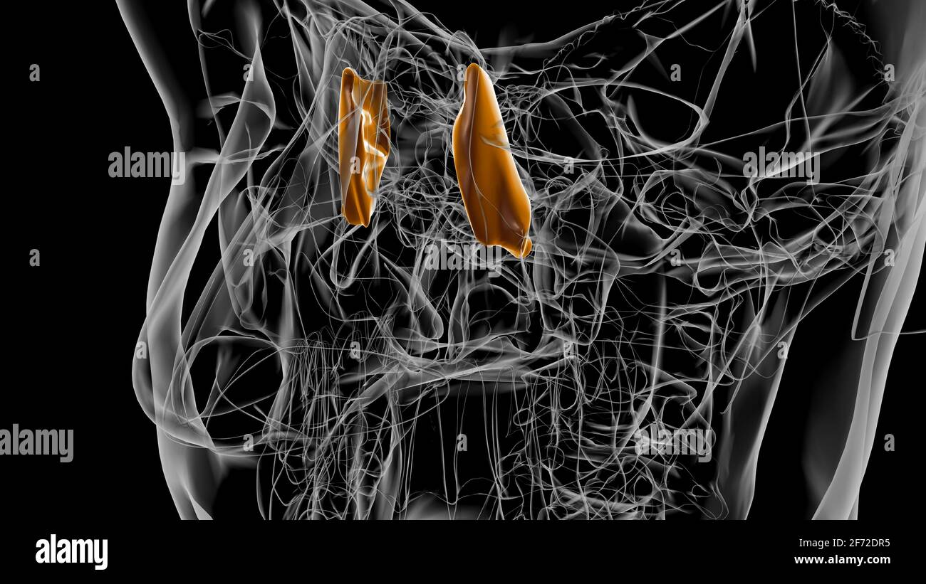 Squelette humain os lacrymal Anatomie 3D Illustration Photo Stock - Alamy