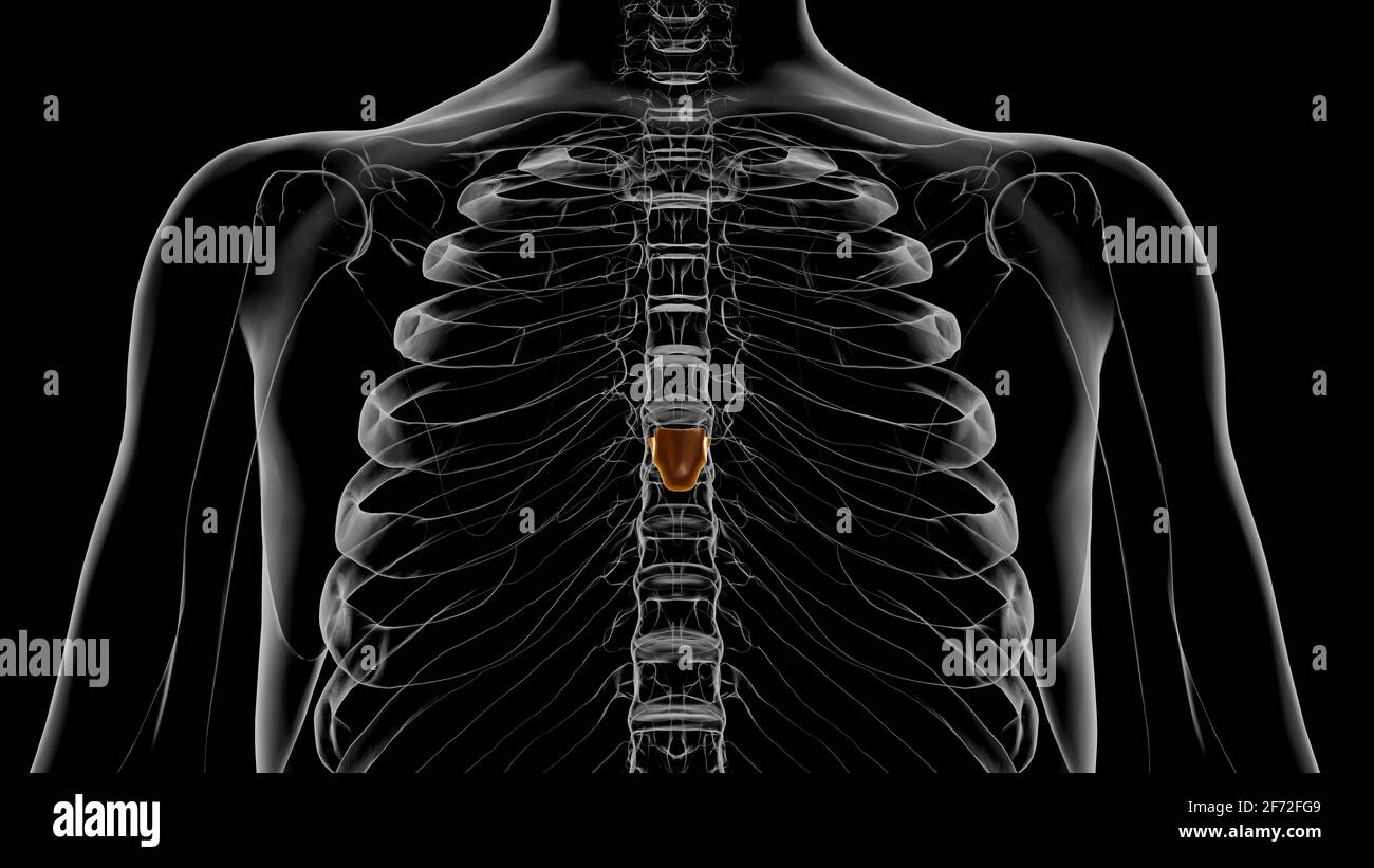 Squelette humain Xifoid processus Anatomie 3D Illustration Photo Stock ...