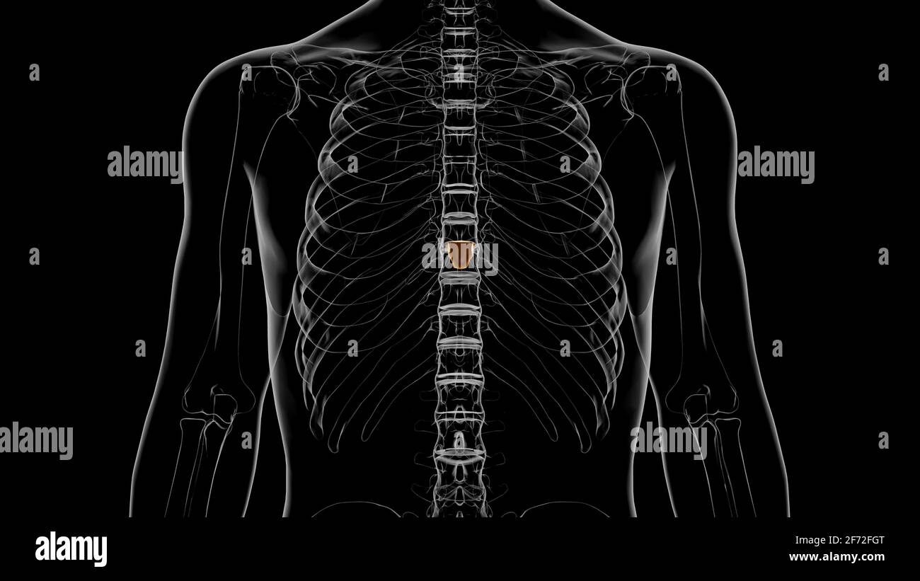 Squelette humain Xifoid processus Anatomie 3D Illustration Photo Stock ...