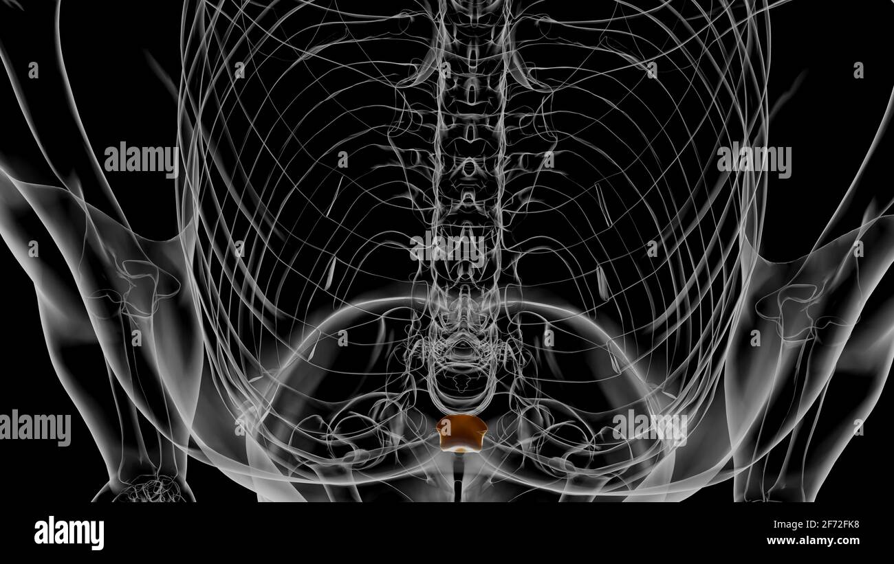 Squelette humain Xifoid processus Anatomie 3D Illustration Photo Stock ...