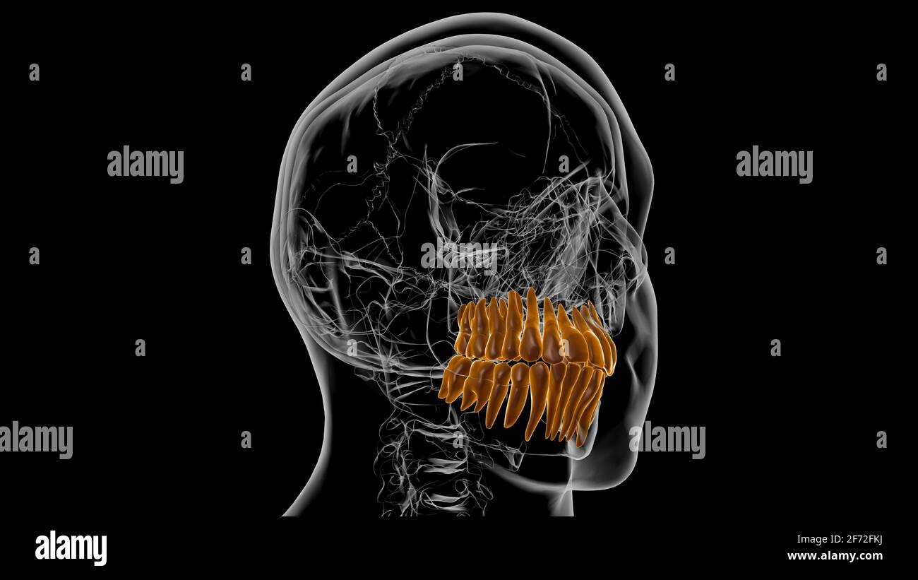 Anatomie des dents humaines Illustration 3D pour le concept médical ...