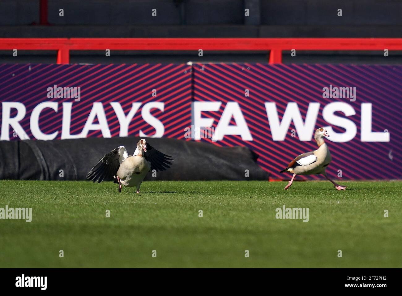 Les oiseaux débarquent sur le terrain et interrompent le jeu pendant le ...