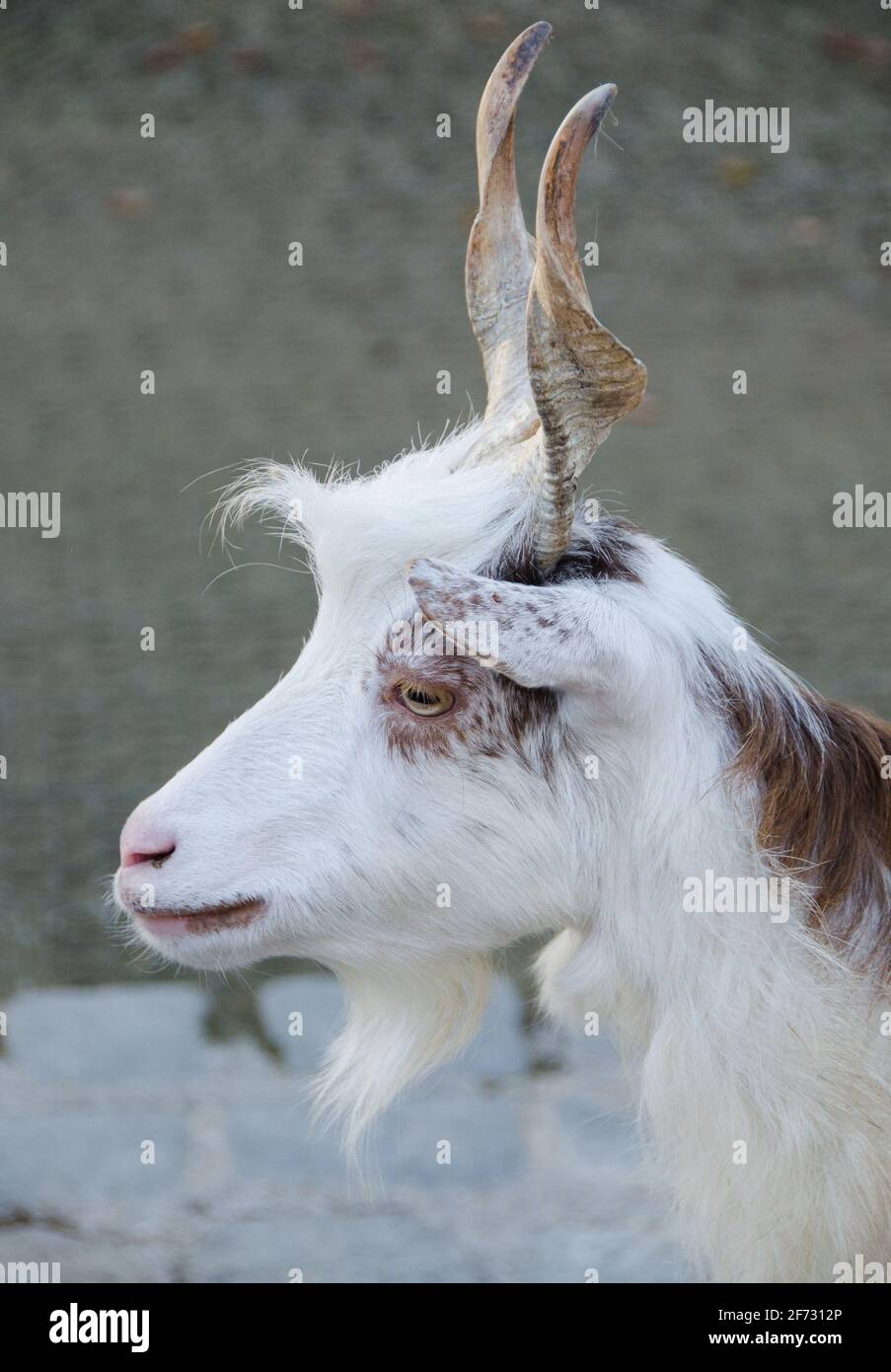Gros plan portrait de chèvre. Concepts de beauté animaux domestiques ...