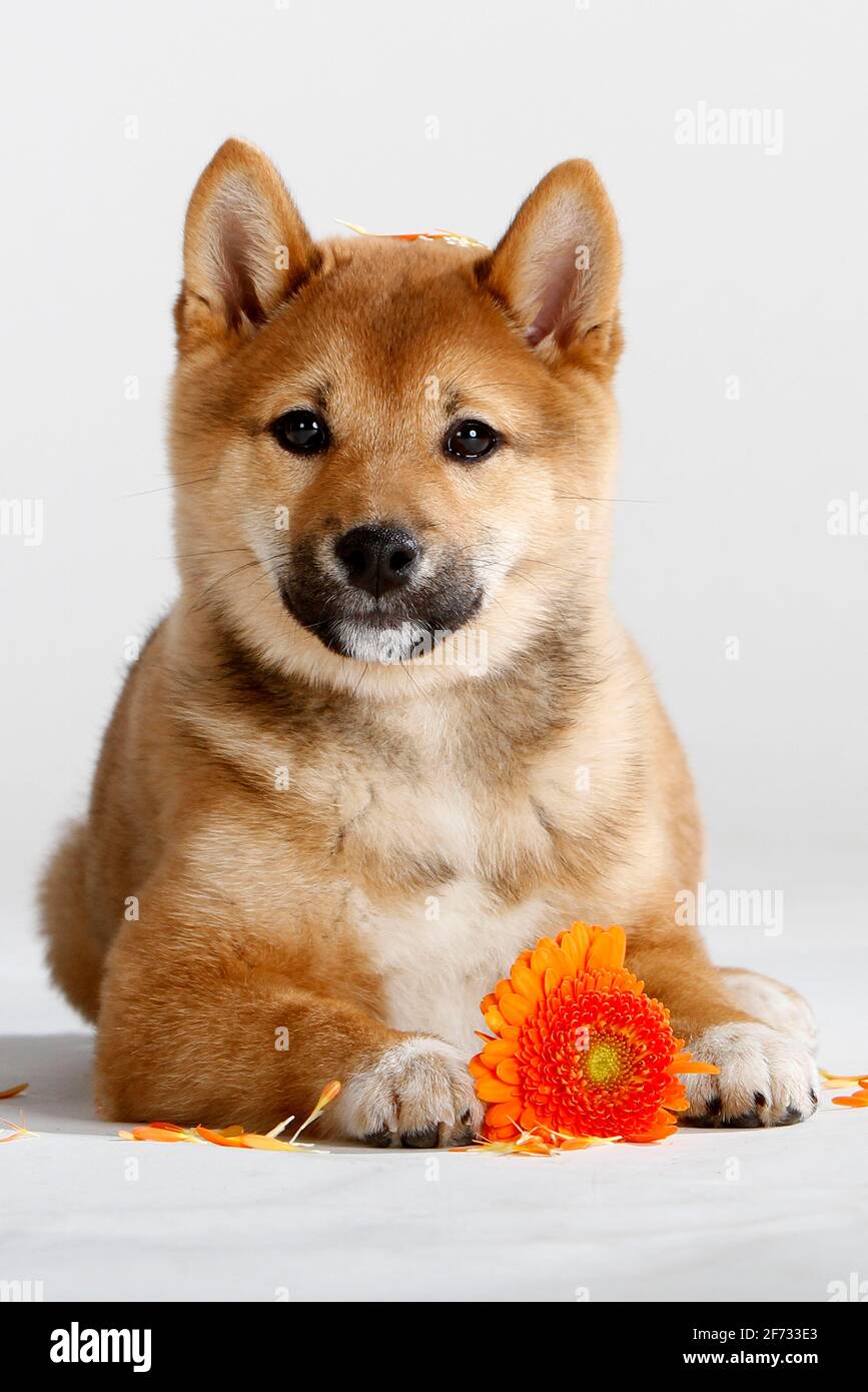 Shiba dog face Banque de photographies et d’images à haute résolution ...