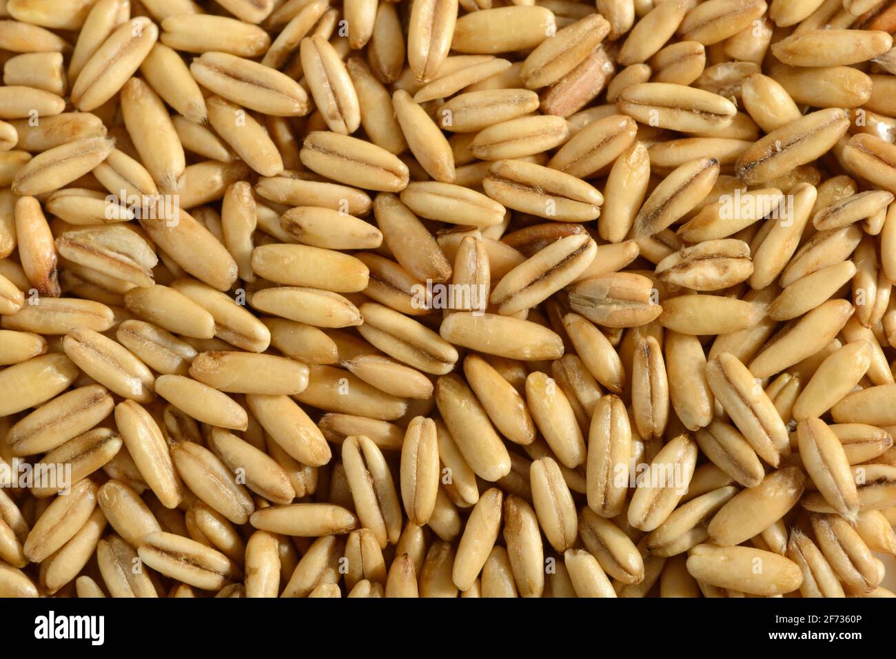 Oat grains Banque de photographies et d’images à haute résolution - Alamy
