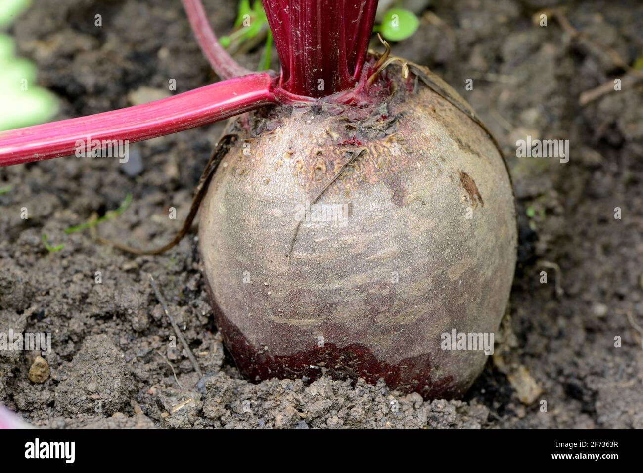 Plant de betterave Banque de photographies et d’images à haute ...