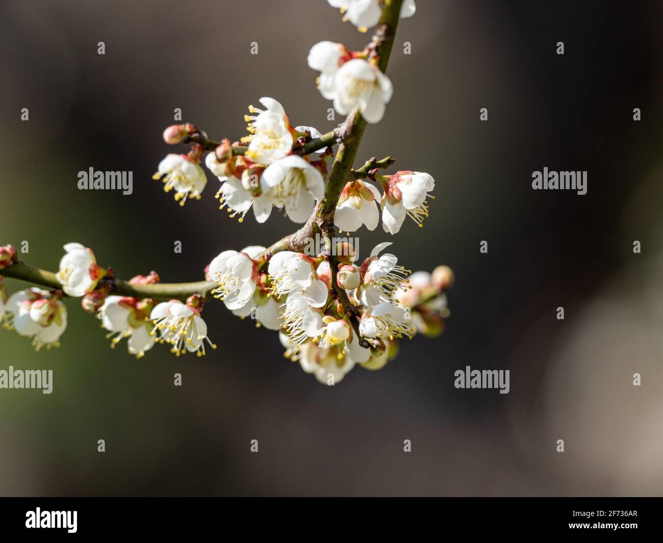 La prunier japonaise fleurit en pleine floraison dans un verger de ...