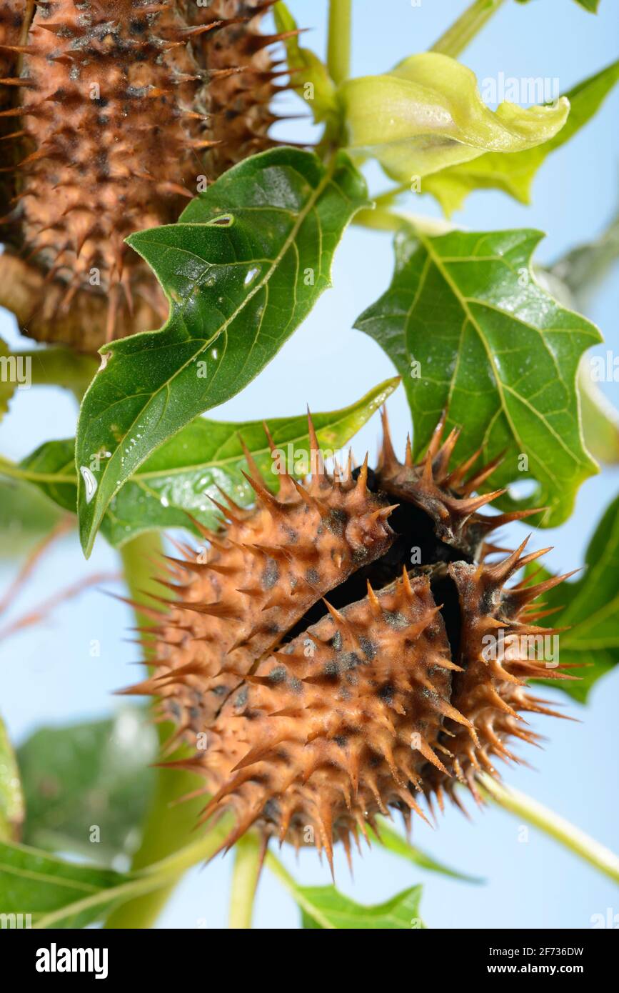 Jimson weed Banque de photographies et d’images à haute résolution - Alamy