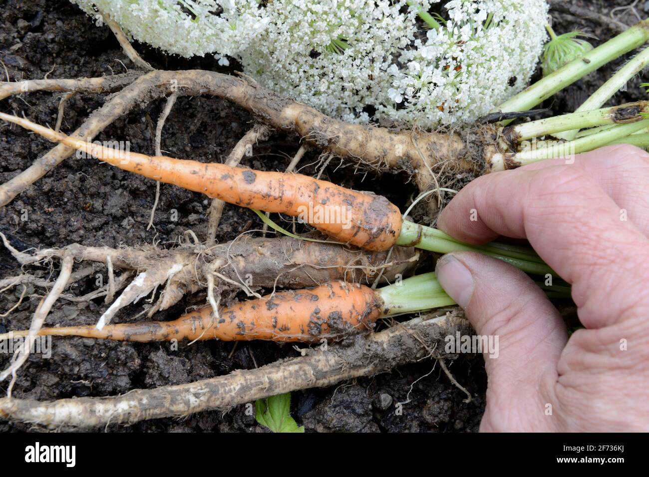 Carotte, racine et carotte sauvage (Daucus carota) (Daucus carota ssp ...