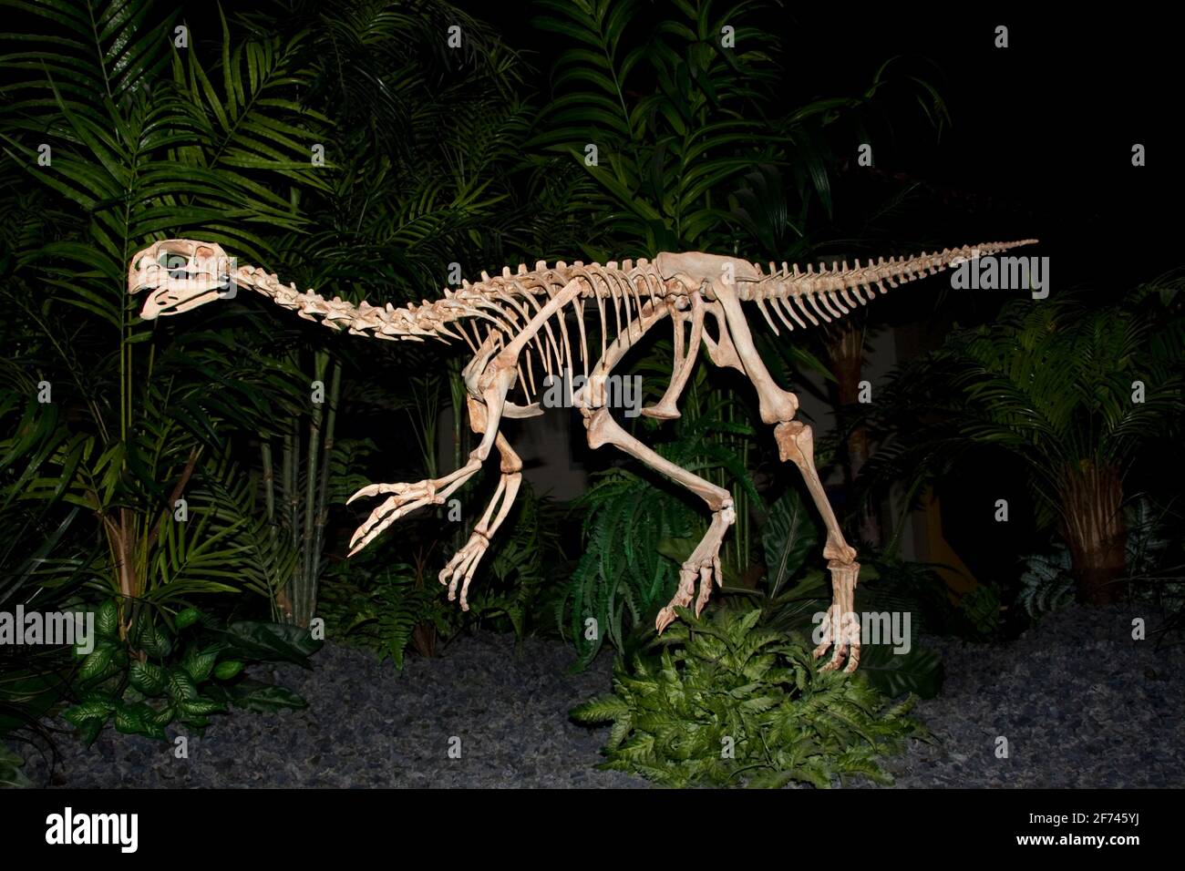 Dinosaur raptor prehistoric Banque de photographies et d’images à haute ...