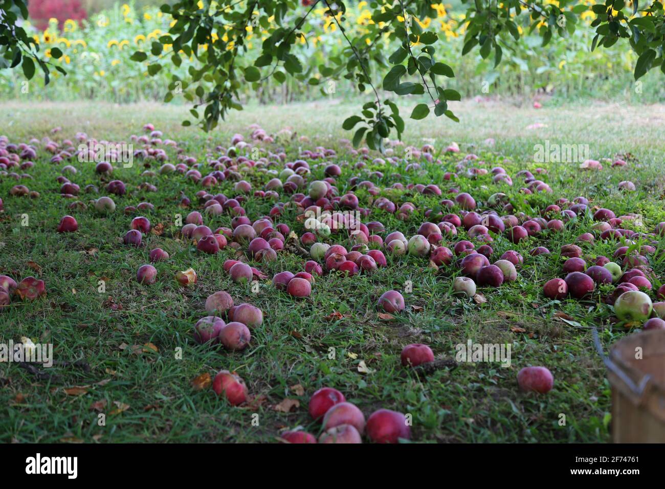 Pommes rouges sur le sol sous un arbre de pomme à un verger de ferme à ...