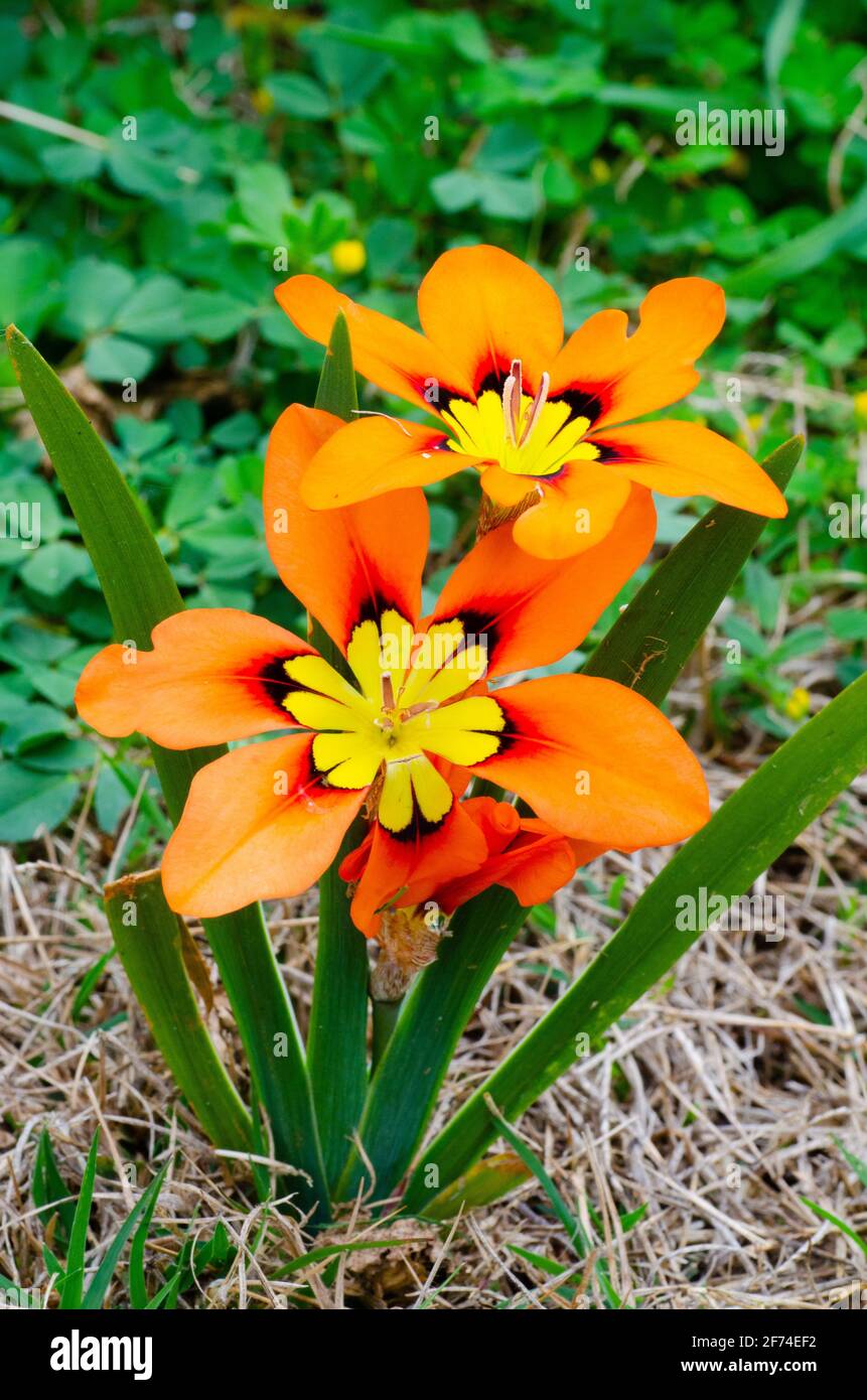 Sparaxis jaune Banque de photographies et d’images à haute résolution ...