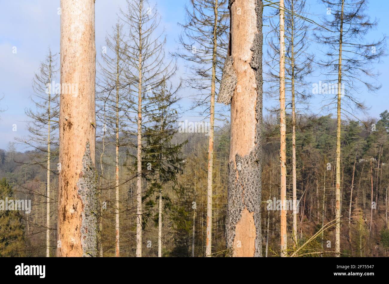 Scène forestière avec arbres et écorce endommagés, infestée par le ...
