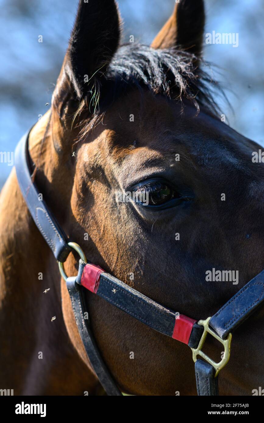 Gros visage de cheval Banque de photographies et d’images à haute ...