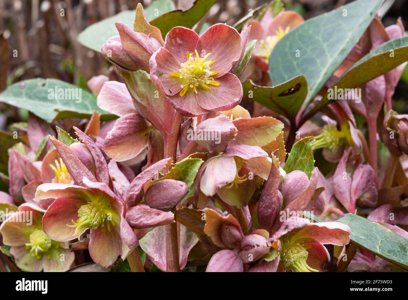 Helleborus lividus Banque de photographies et d’images à haute ...