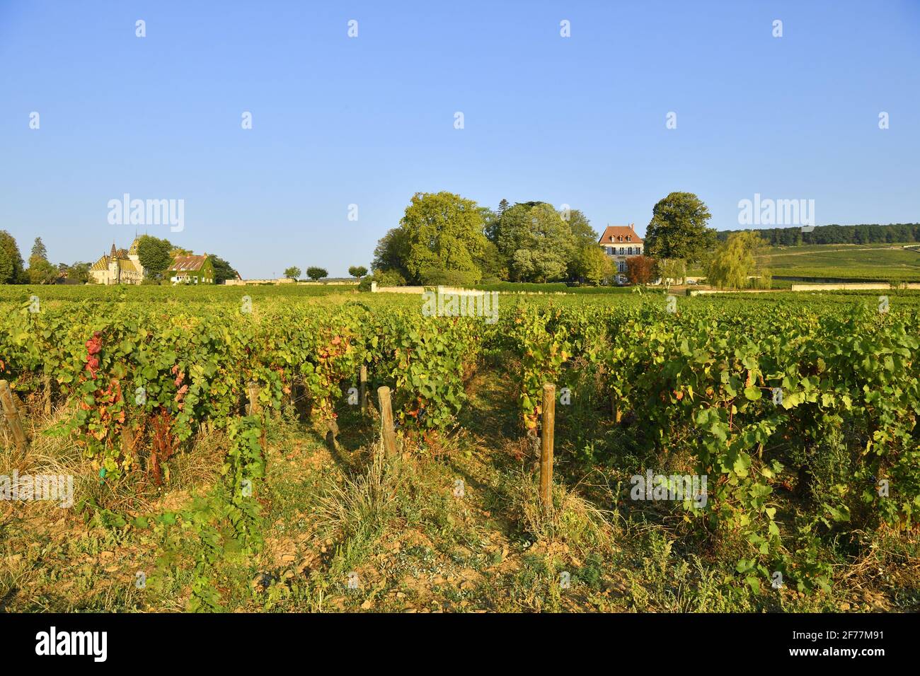 France, Côte d'Or, paysage culturel de Bourgogne climats classés au patrimoine mondial de l ...