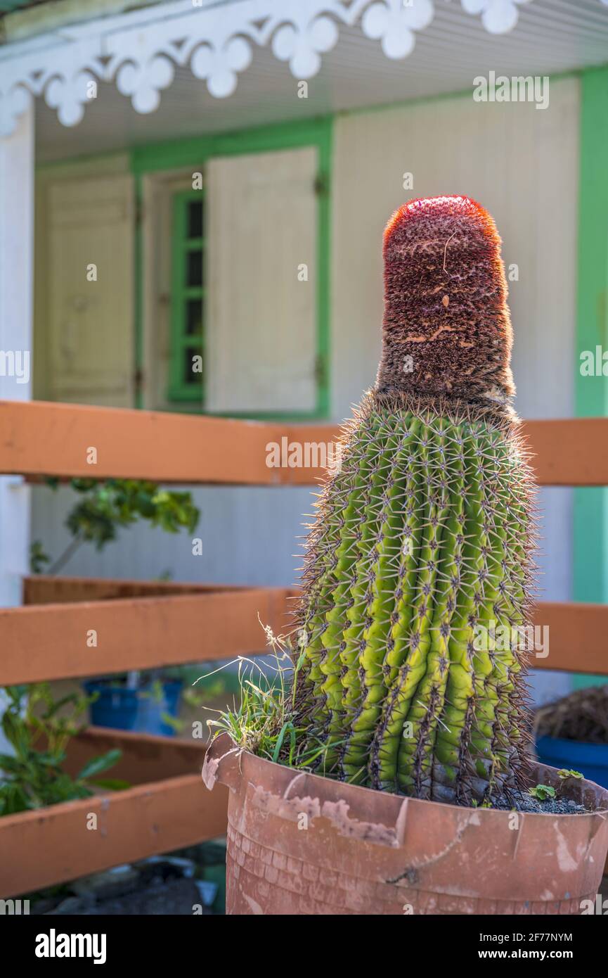 Melocactus communis Banque de photographies et d’images à haute ...