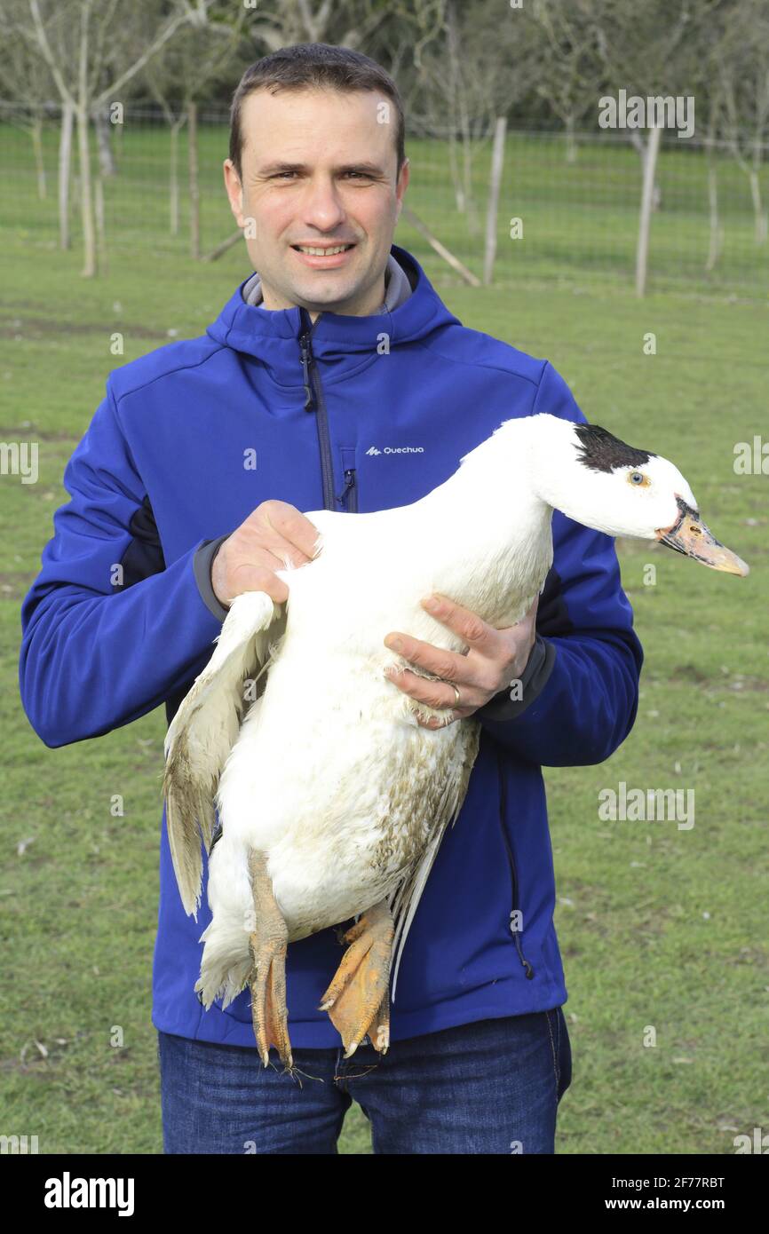 Mulard duck Banque de photographies et d’images à haute résolution - Alamy