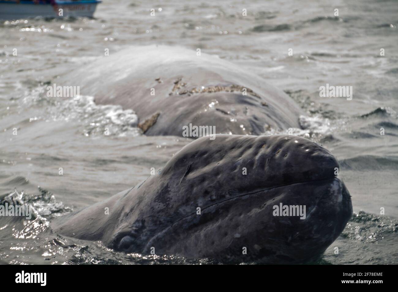 Baby whale Banque de photographies et d’images à haute résolution - Alamy