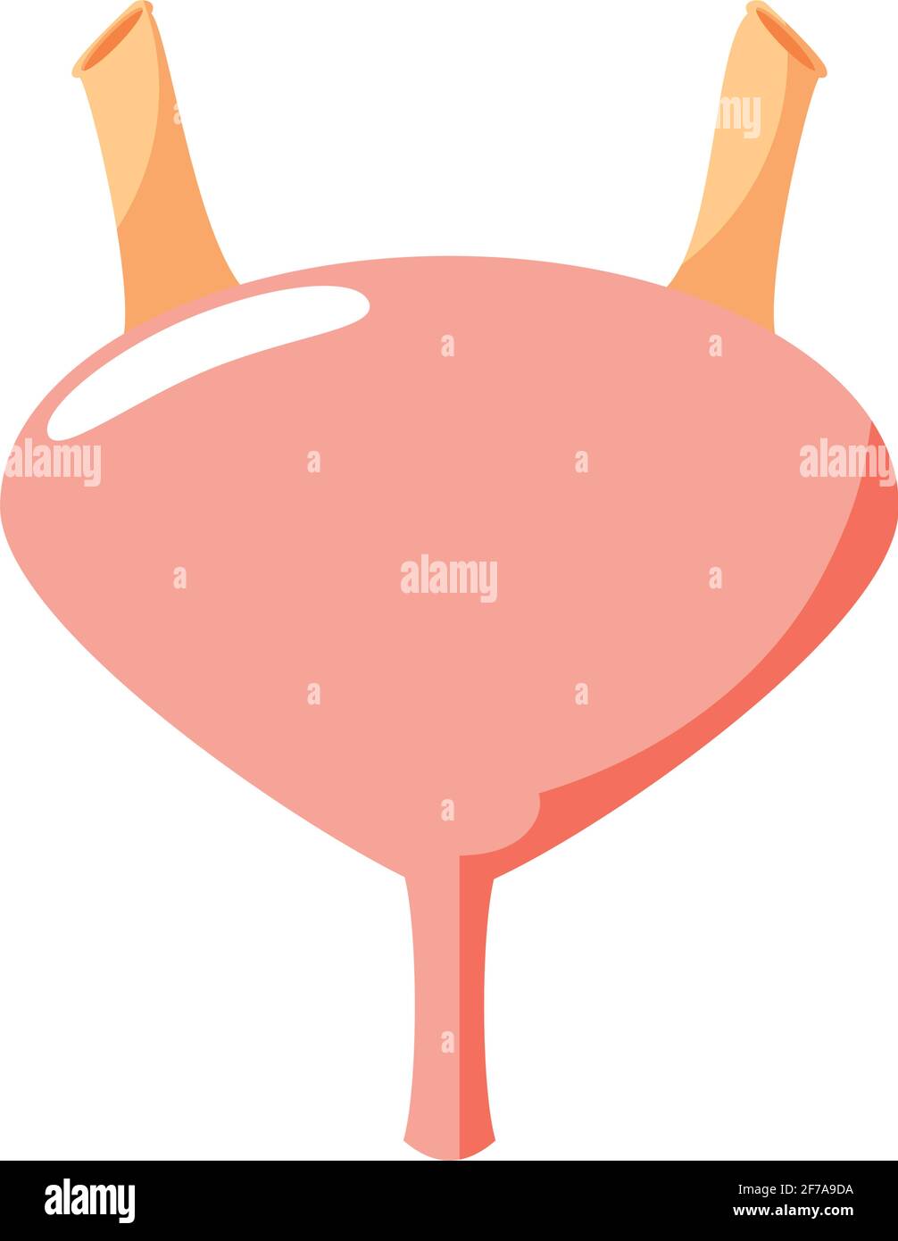 Sistema muscular del cuerpo humano Banque d'images vectorielles - Page ...