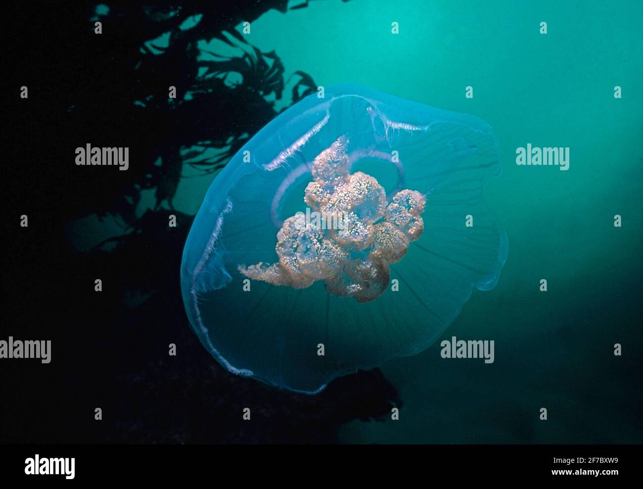 Méduse lune aurelia aurita Banque de photographies et d’images à haute ...