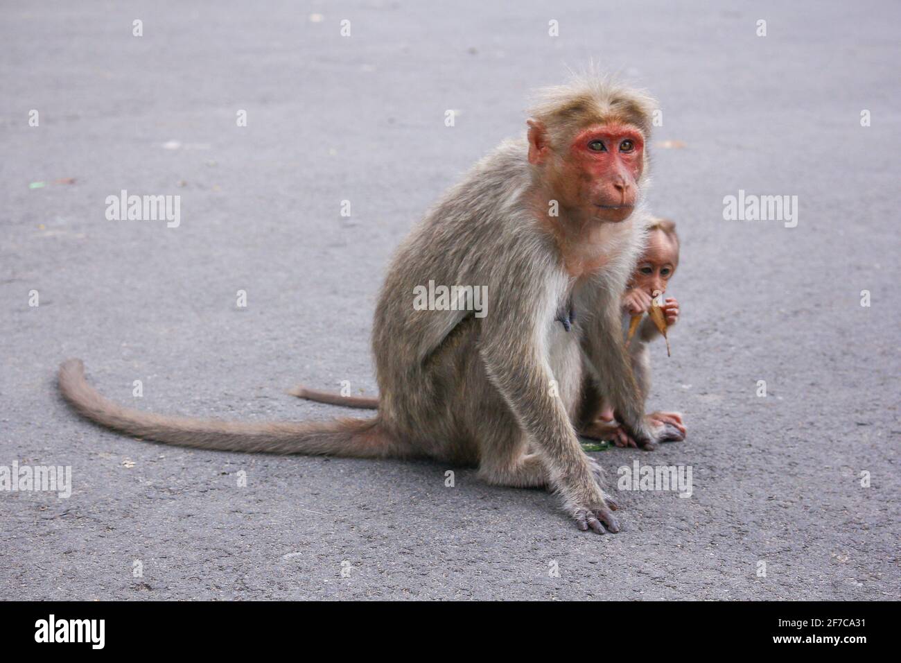 Dessin de macaque Banque de photographies et d’images à haute ...