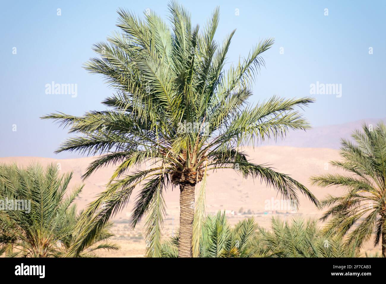 Oasis algérie Banque de photographies et d’images à haute résolution ...