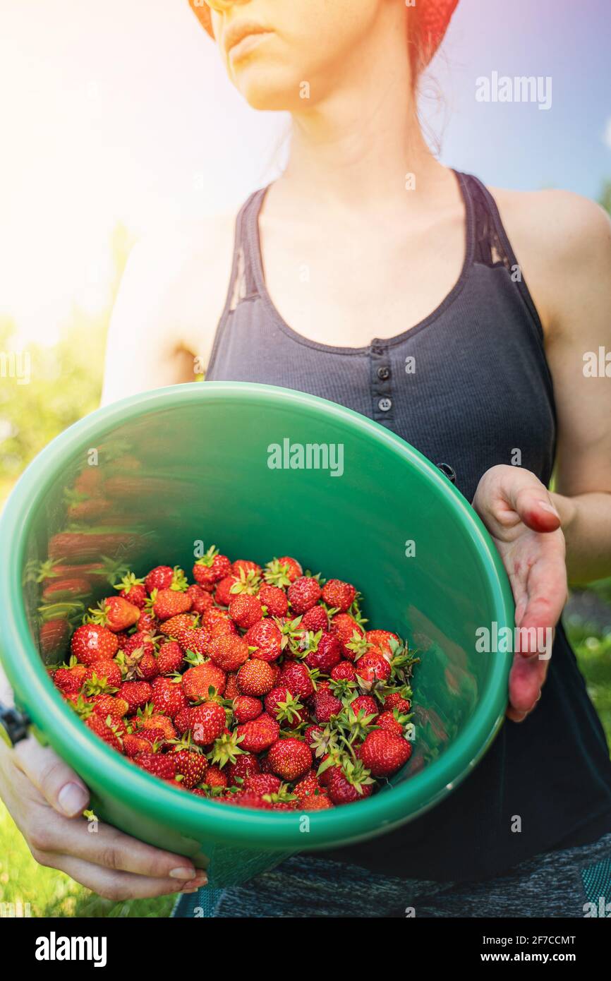 Plante femelle aux fruits rouges Banque de photographies et d’images à ...