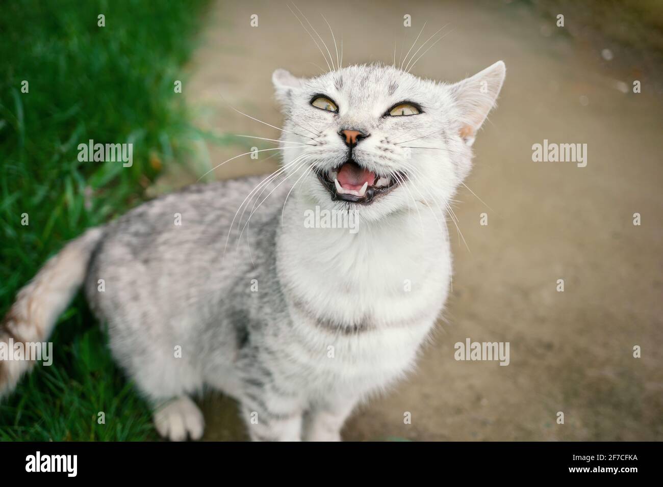 le chat gris de shorthair se trouve dans la rue, faisant une grimace ...