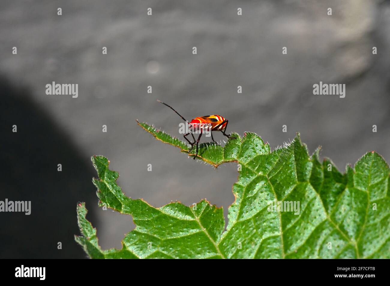 Le colorant en coton rouge Dysdercus cingulatus est une espèce de ...