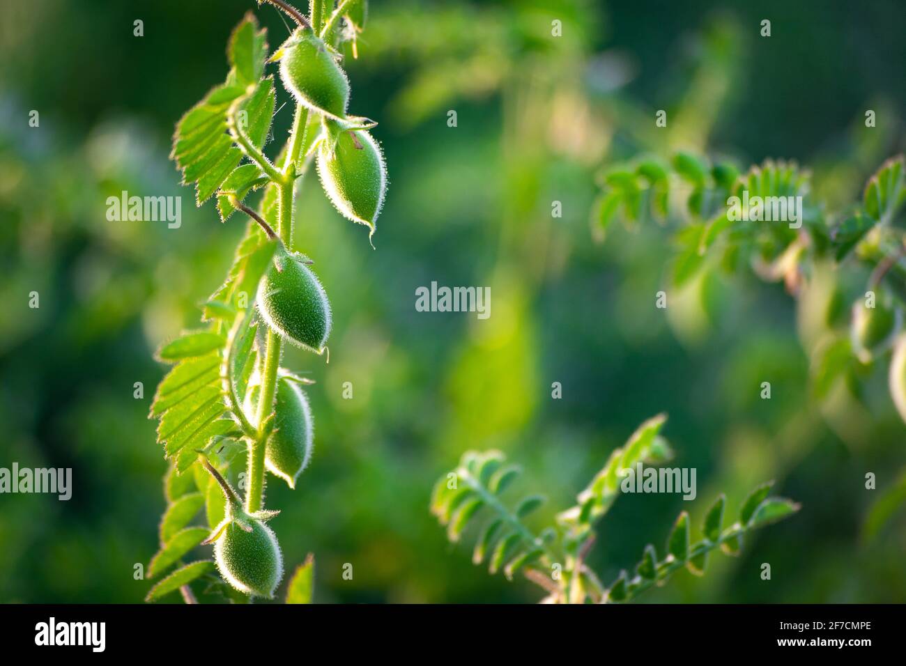 Gousse de pois chiche Banque de photographies et d’images à haute ...