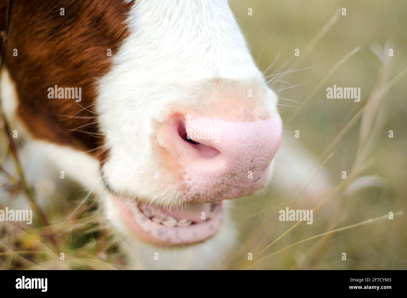 Nez de vache Banque de photographies et d’images à haute résolution - Alamy