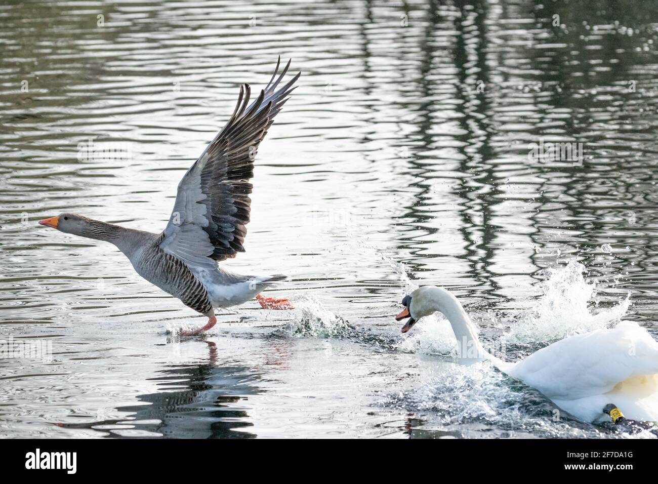 Mâle cygne muet en colère Banque de photographies et d’images à haute résolution - Alamy