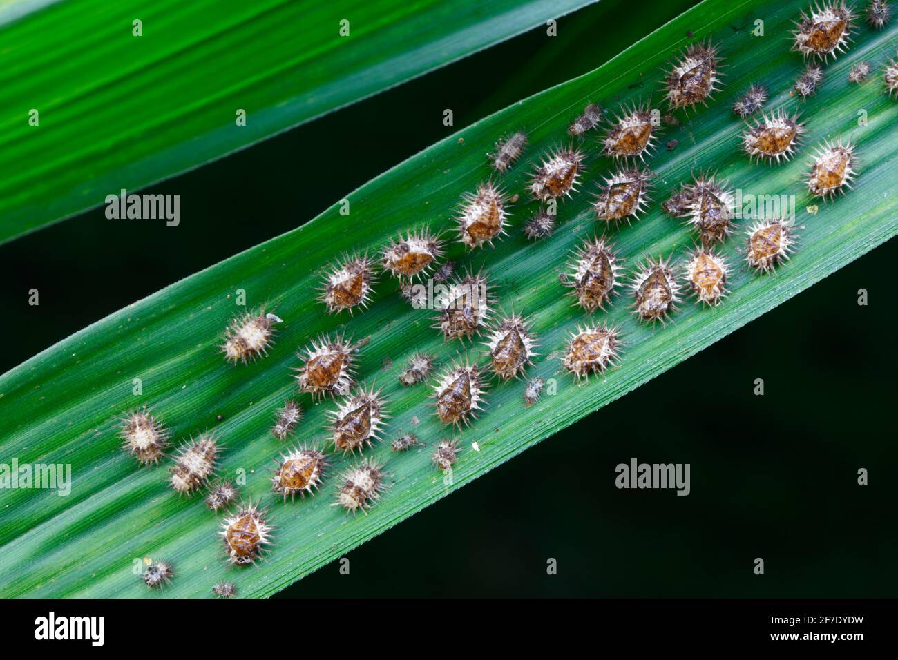 Coléoptère noir, chilocorus nigrita, pupae ou pupae sur les feuilles de ...