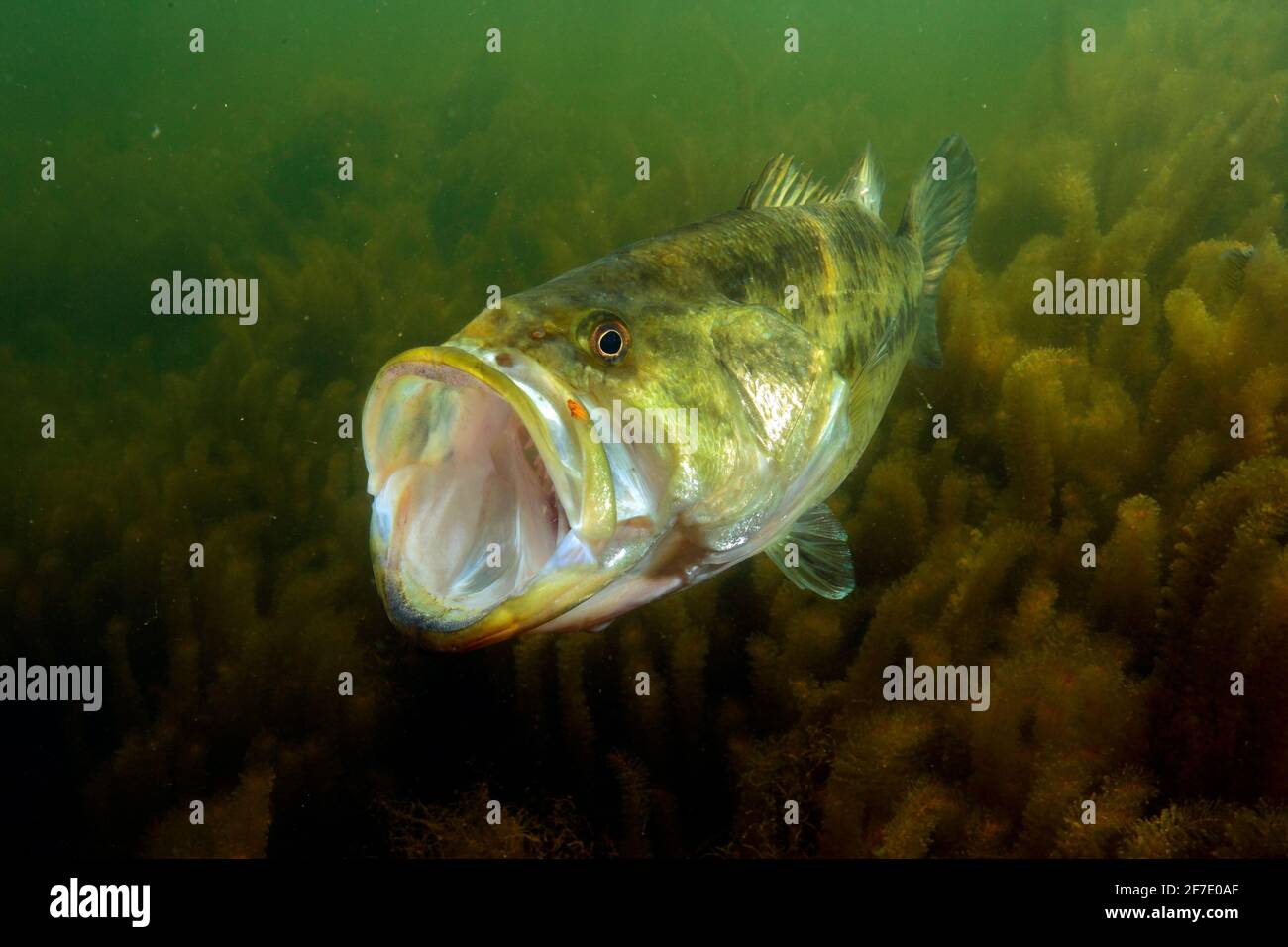 Une achigan à grande bouche , Micropterus salmoides, qui s'étire dans ...