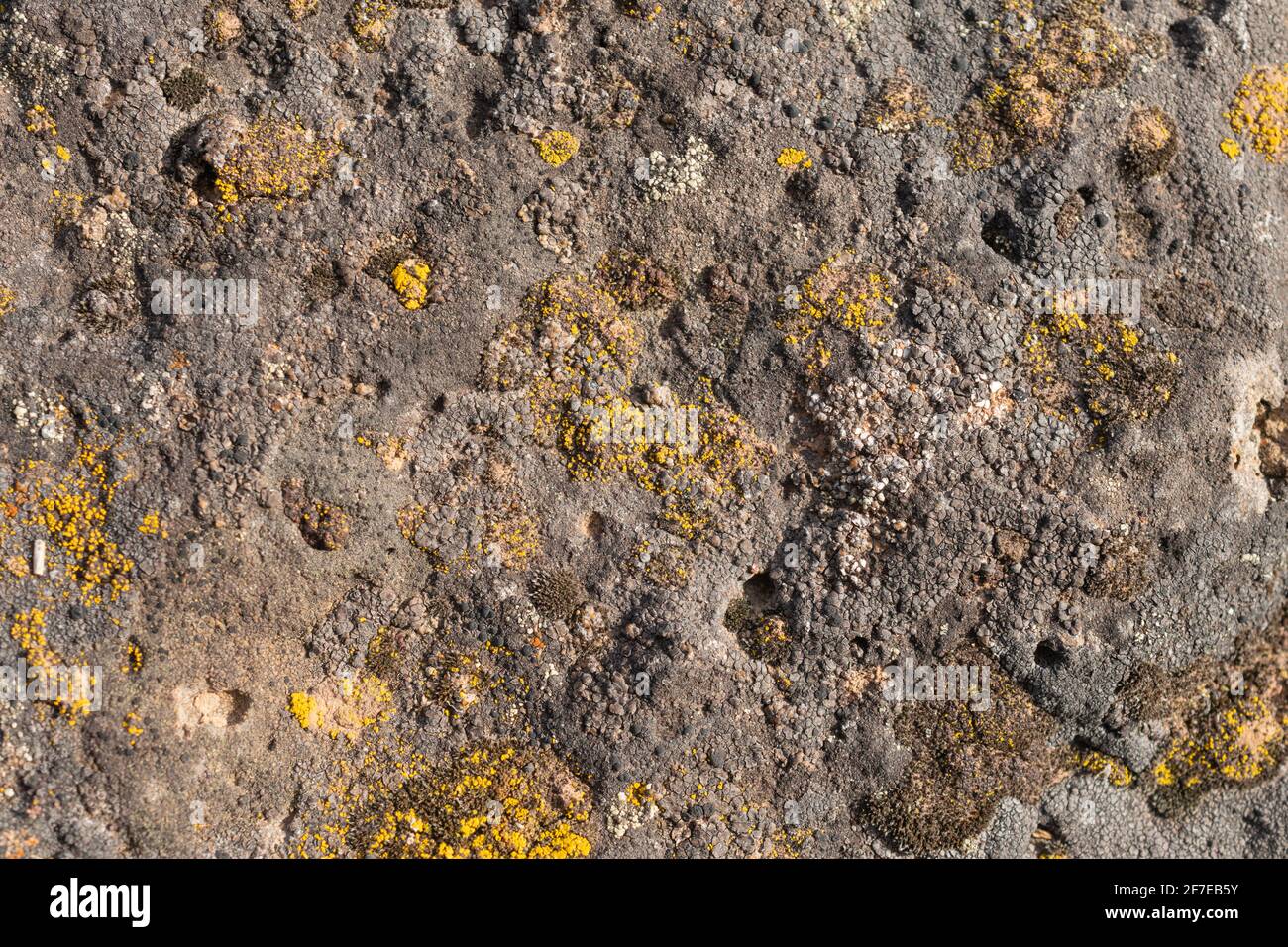 Lichens sur rocher Banque de photographies et d’images à haute ...