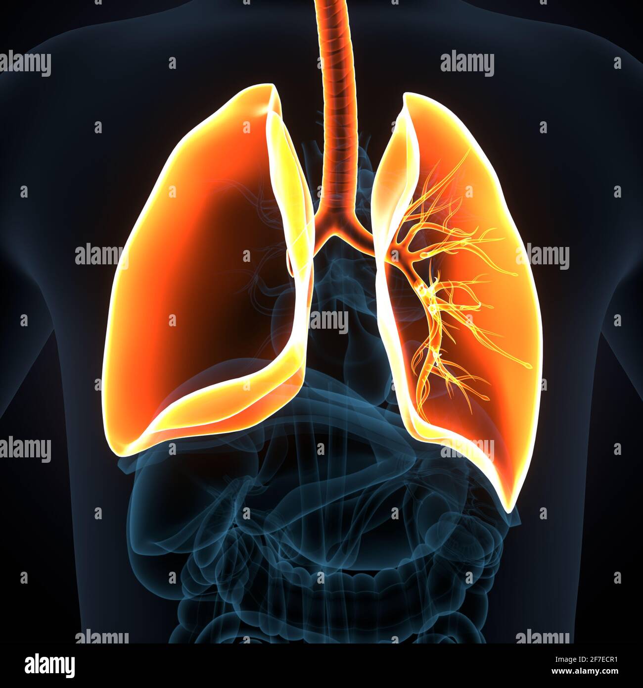 Anatomie Des Poumons Humains – Schéma Des Poumons Humains – DYAX