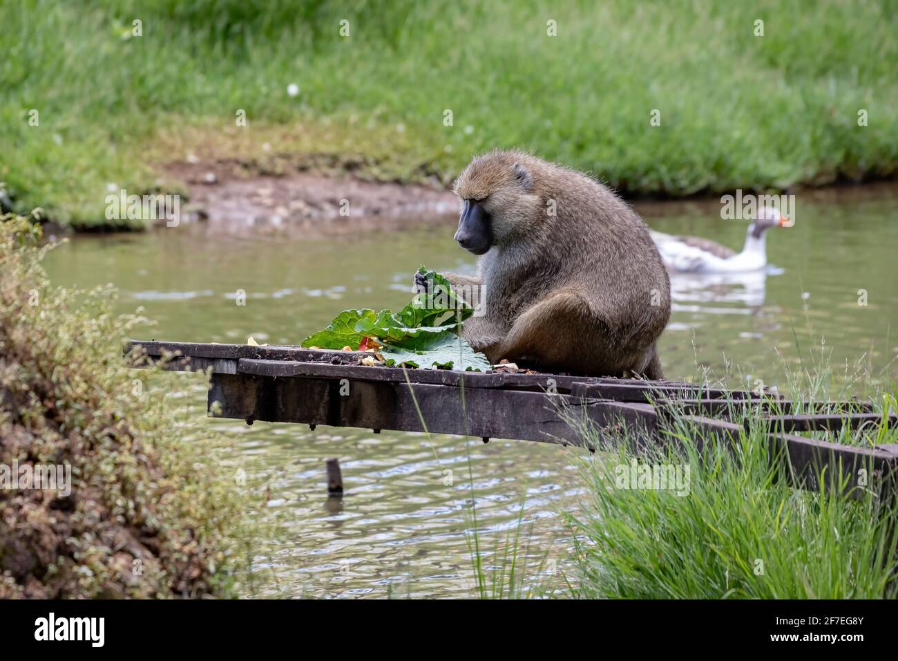 Guinea baboon Banque de photographies et d’images à haute résolution ...