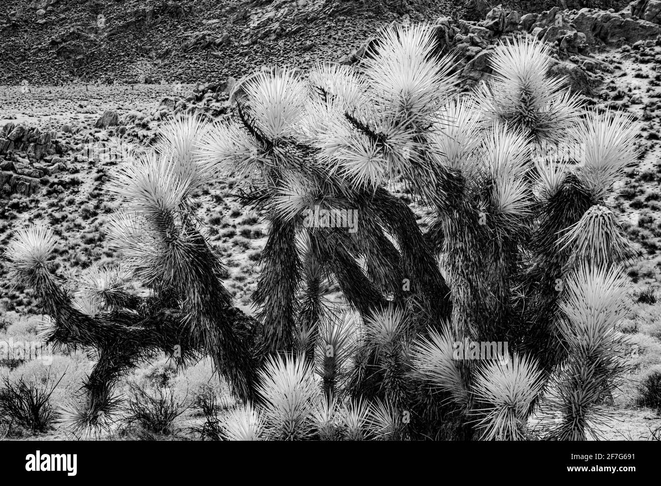 Infrarouge noir et blanc Banque de photographies et d’images à haute ...