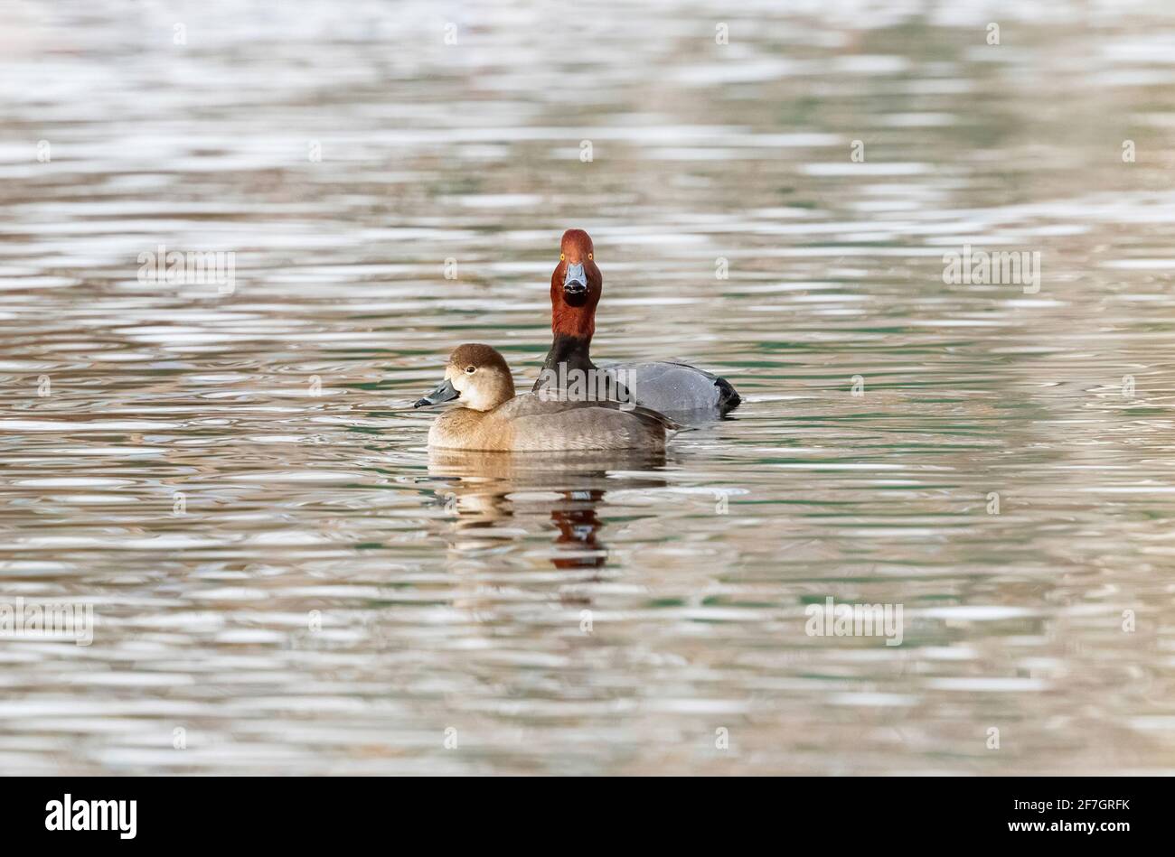 Canards roux aythya americana Banque de photographies et d’images à ...