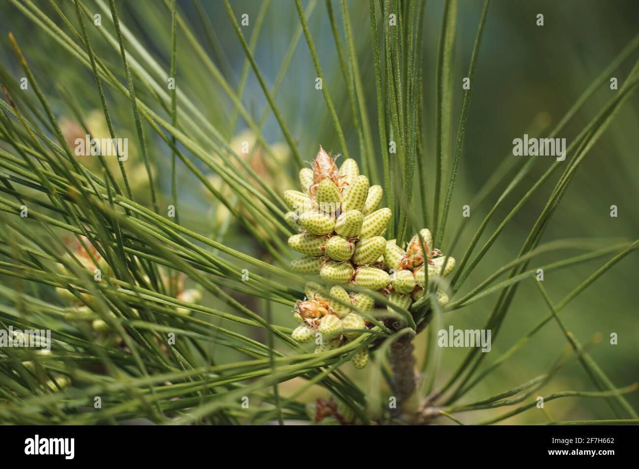 Pinus pinaster cone Banque de photographies et d’images à haute ...