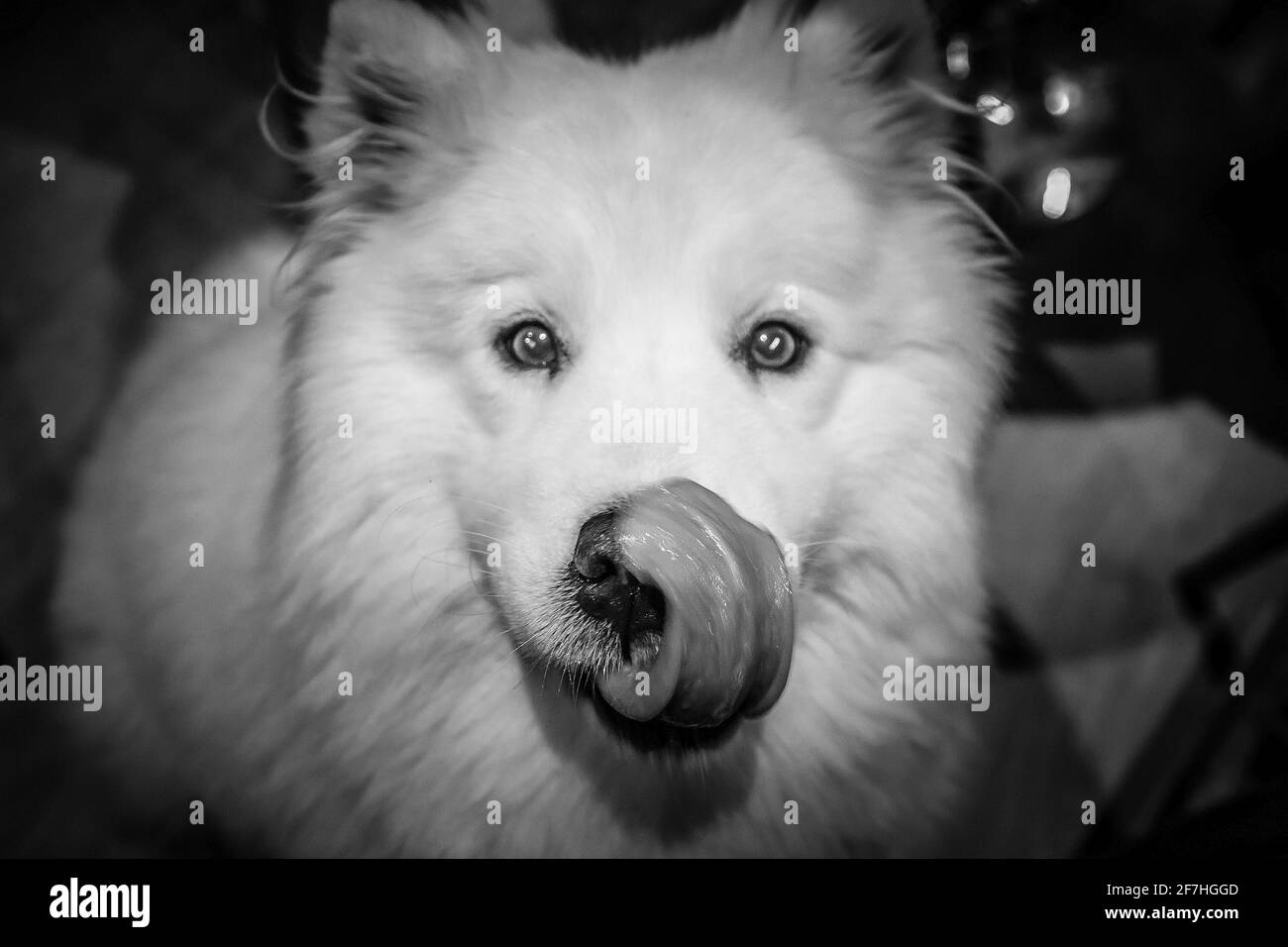 Purebred samoyed Banque d'images noir et blanc - Alamy