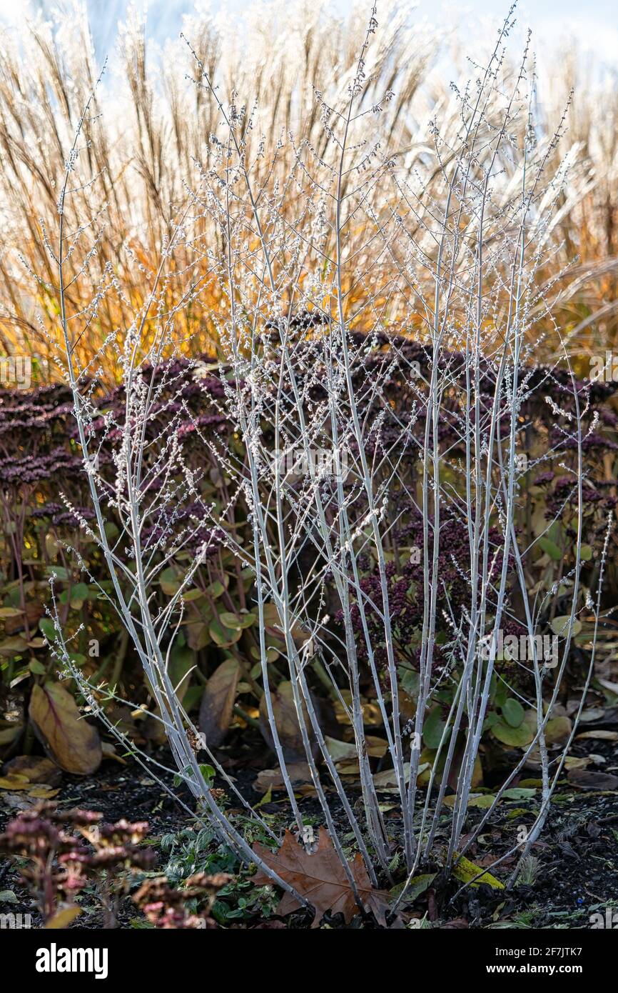 Plante de sauge en hiver Banque de photographies et d’images à haute ...