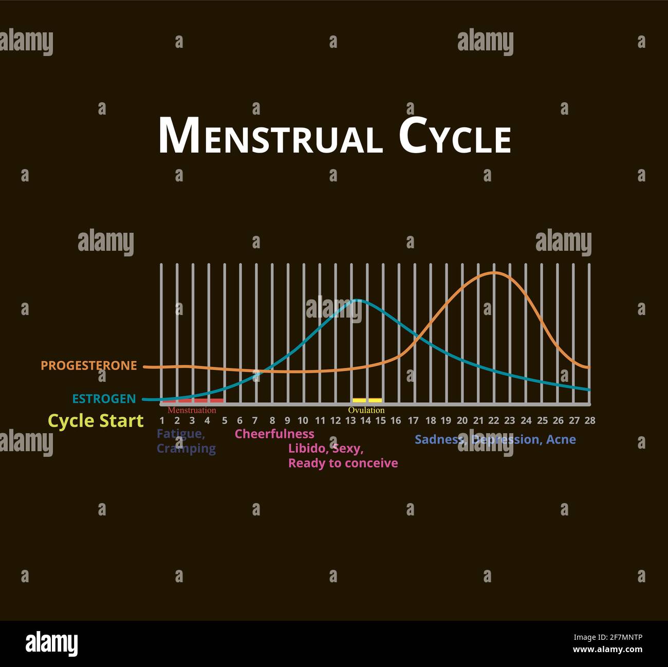Cycle Menstruel Menstruation Ovulation Hormones œstrogènes Et