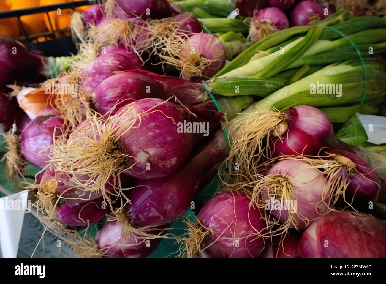 L'oignon violet Banque de photographies et d’images à haute résolution ...