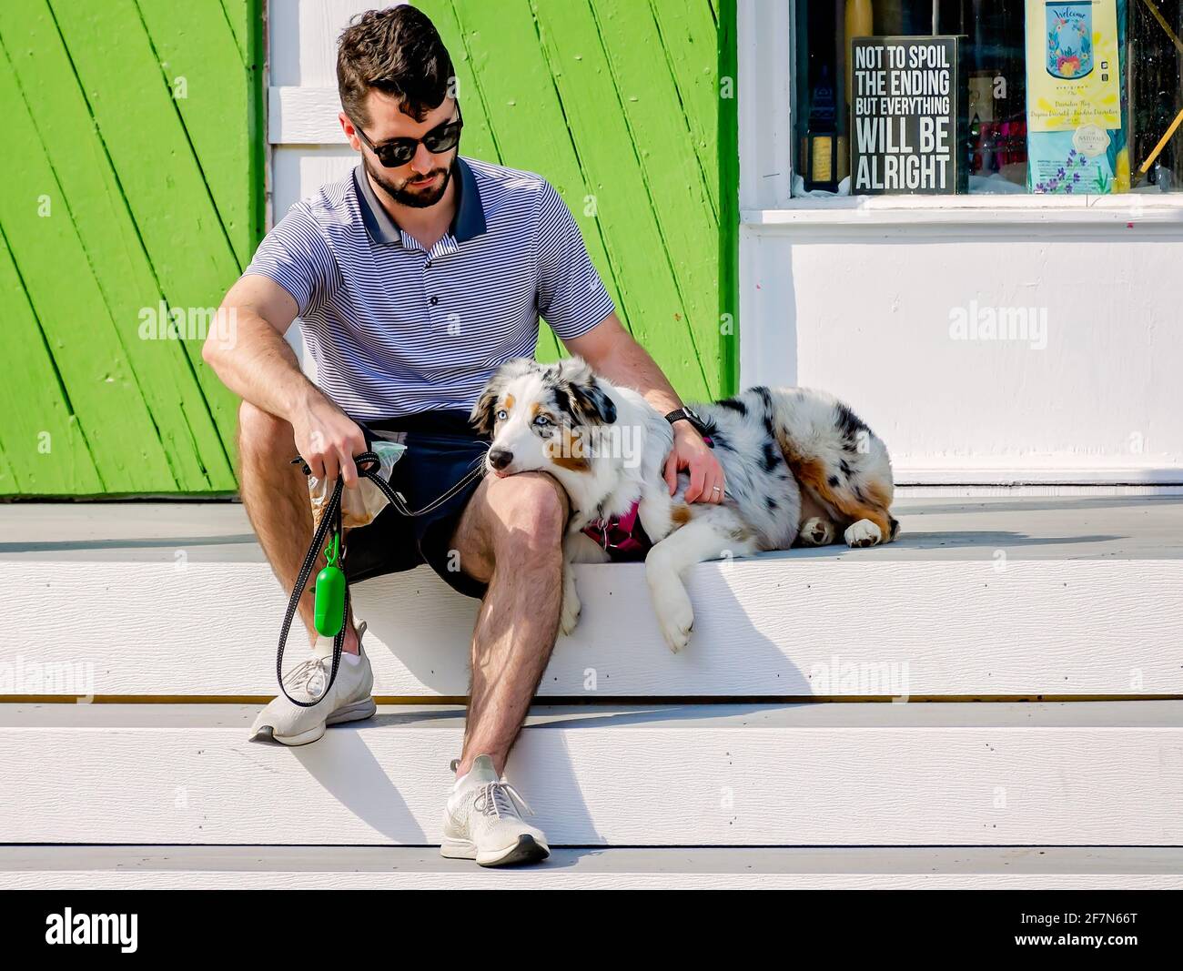 Chien berger australien rouge merle Banque de photographies et d’images ...