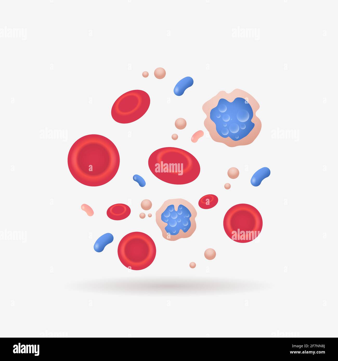 anatomie des globules rouges et bleus du système vasculaire humain ...