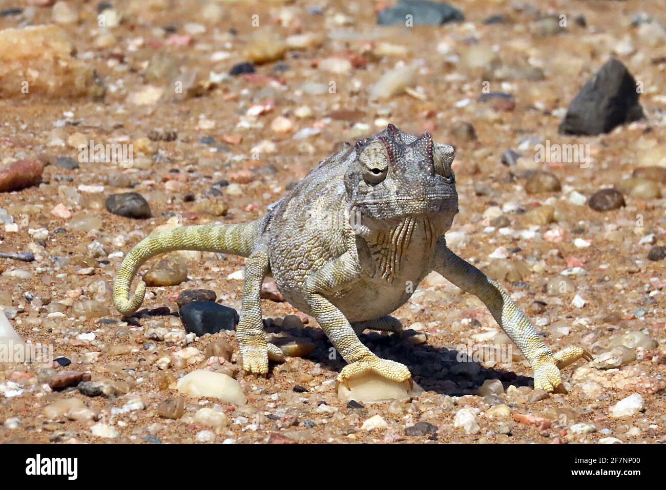 Namaqua chameleon Banque de photographies et d’images à haute ...
